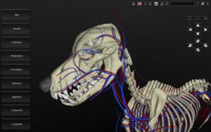 3D Dog Anatomy - Biosphera