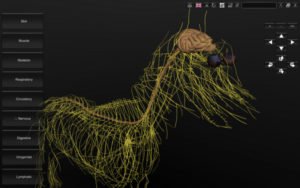 3D Dog Anatomy - Biosphera