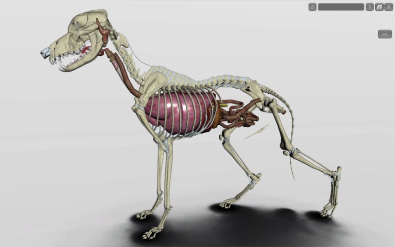 3D Dog Anatomy - Biosphera