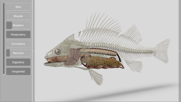 3D Fish Anatomy - Biosphera