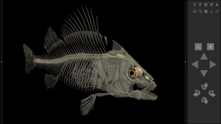 3D Fish Anatomy - Biosphera