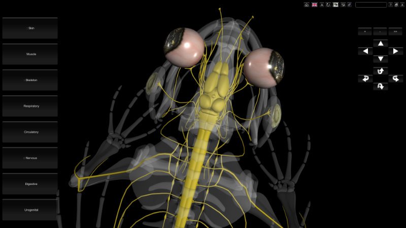 3D Frog Anatomy - Biosphera
