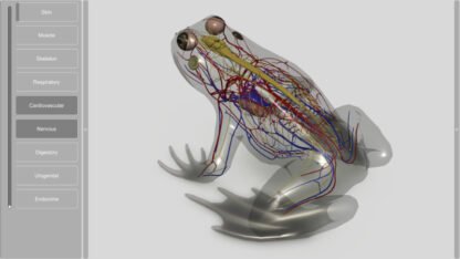 3D Frog Anatomy - Biosphera