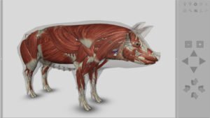 3D Pig Anatomy - Biosphera