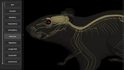 3D Rat Anatomy - Biosphera