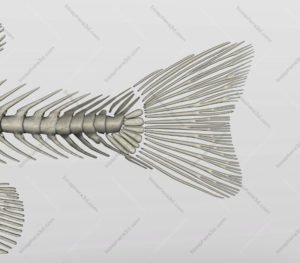 Image gallery: 3D Fish Anatomy software - Biosphera