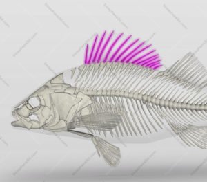 Image gallery: 3D Fish Anatomy software - Biosphera