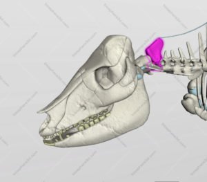 Image gallery: 3D Pig Anatomy software - Biosphera