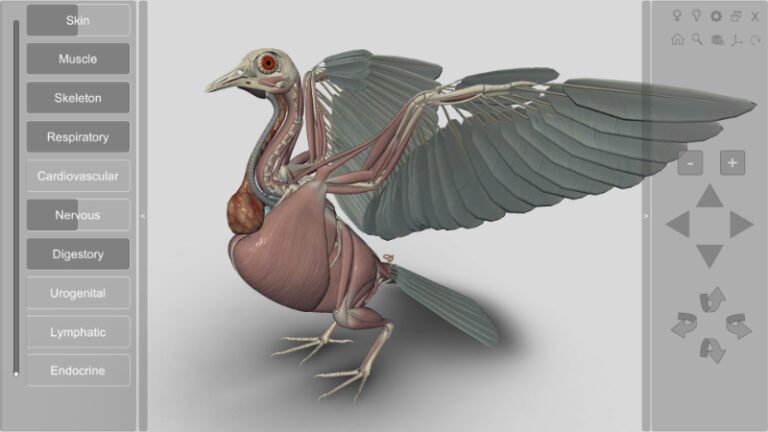 3D Bird Anatomy - Biosphera