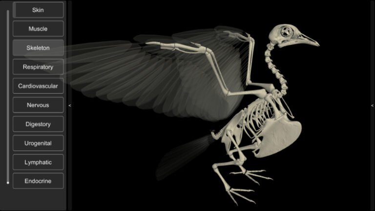 3D Bird Anatomy - Biosphera