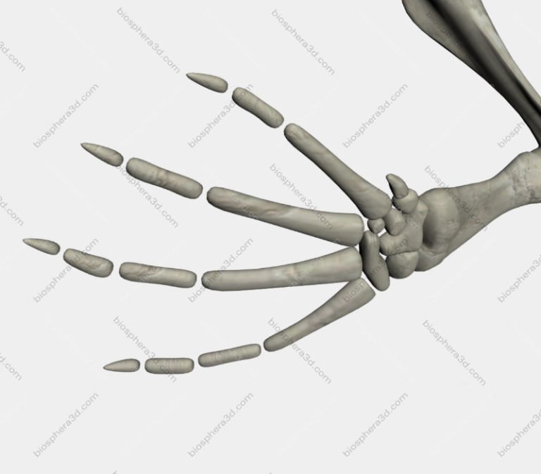Image gallery: 3D Frog Anatomy software - Biosphera