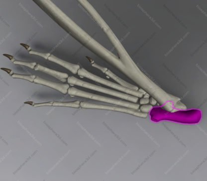 Image gallery: 3D Rat Anatomy software - Biosphera