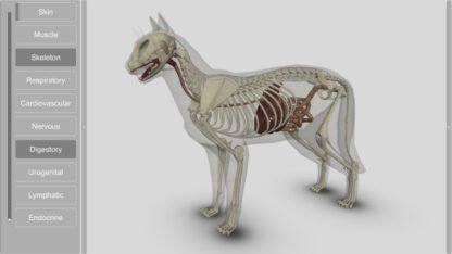 3D Cat Anatomy - Biosphera