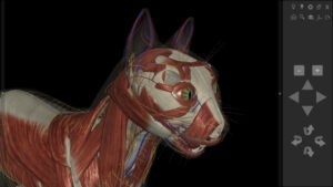 3D Cat Anatomy - Biosphera
