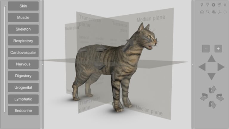 3D Cat Anatomy - Biosphera