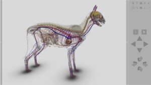 3D Cat Anatomy - Biosphera