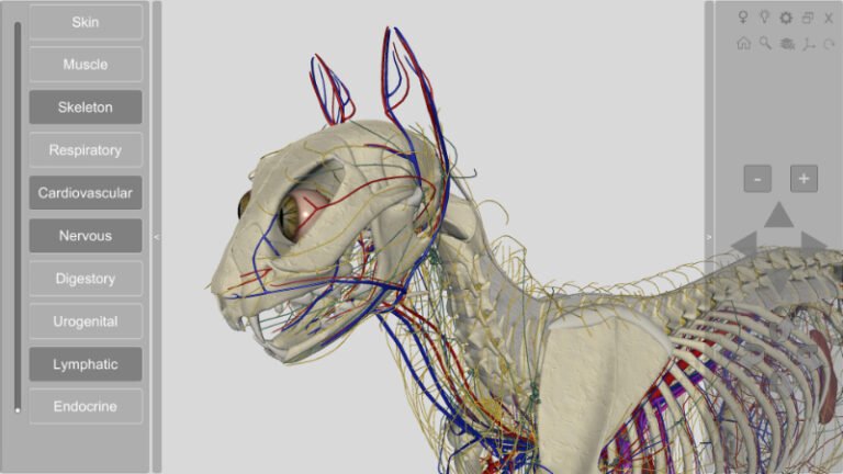 3D Cat Anatomy - Biosphera