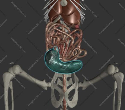 Image gallery: 3D Rat Anatomy software - Biosphera