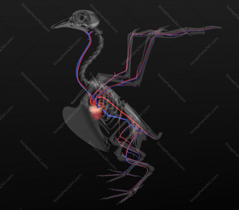 Image gallery: 3D Bird Anatomy software - Biosphera