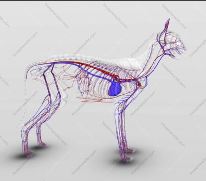 Image gallery: 3D Cat Anatomy software - Biosphera