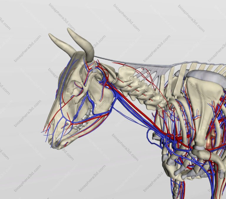 Image gallery: 3D Bovine Anatomy software - Biosphera