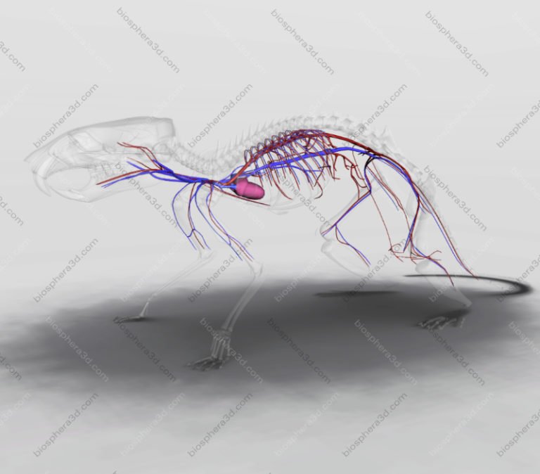Image gallery: 3D Rat Anatomy software - Biosphera