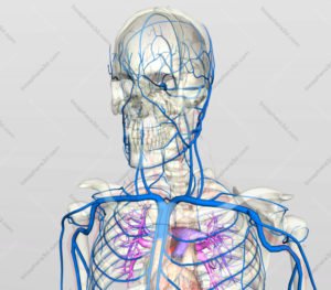 Image gallery: 3D Human Anatomy Introduction software - Biosphera