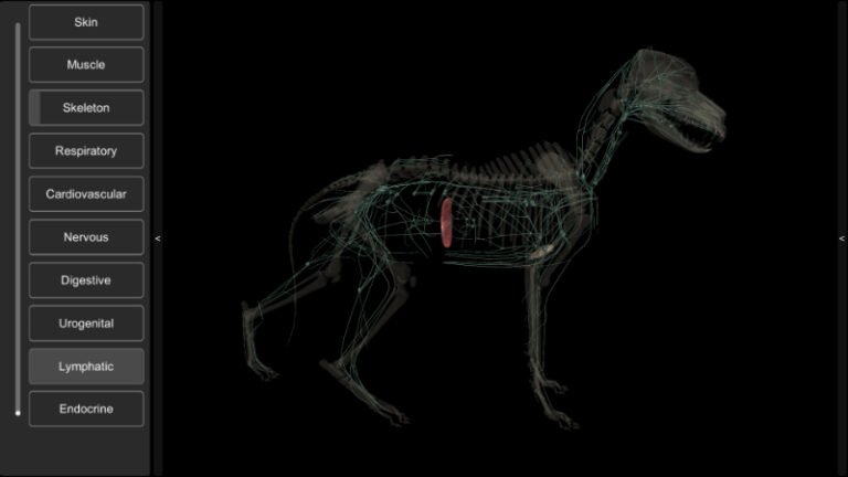 3D Dog Anatomy - Biosphera