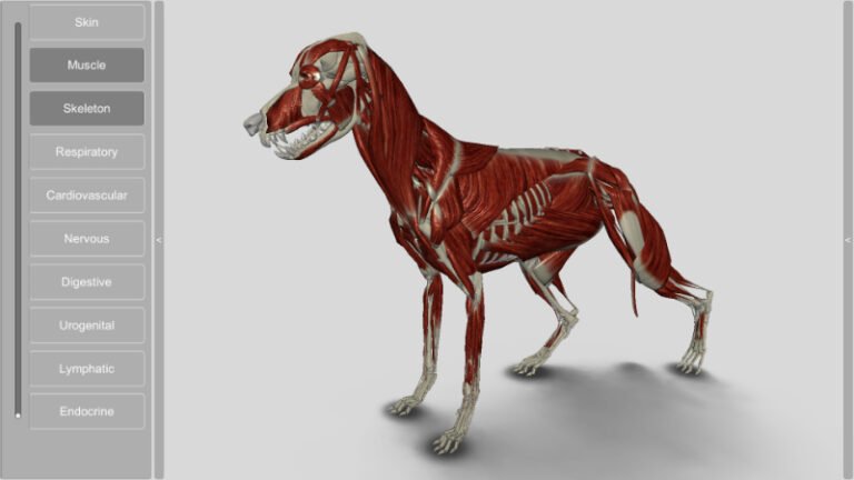 3D Dog Anatomy - Biosphera