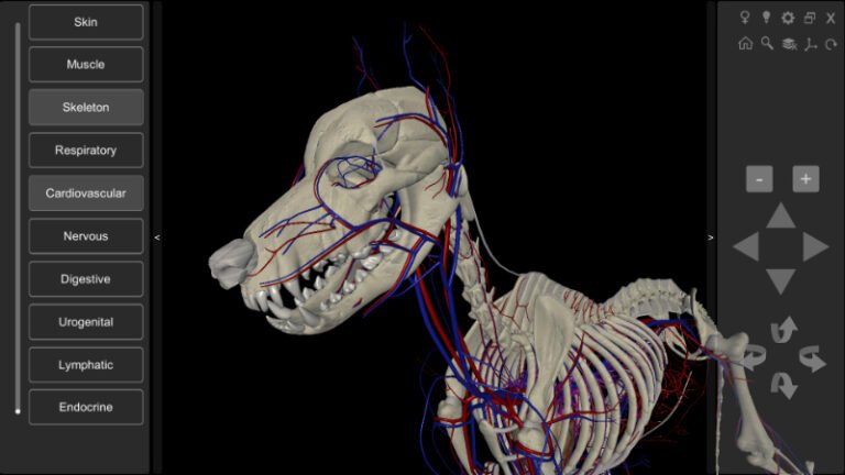 3D Dog Anatomy - Biosphera
