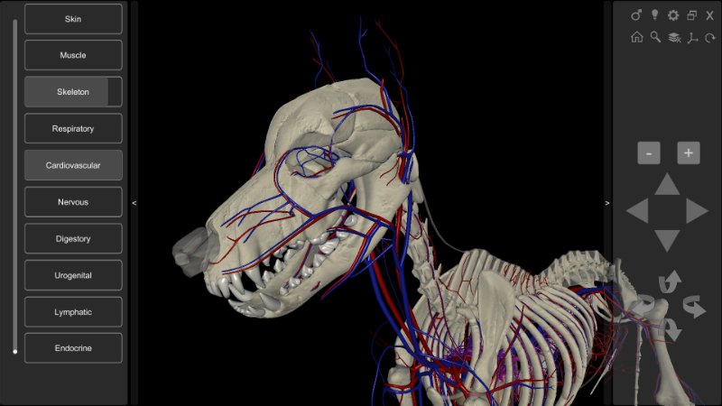3D Dog Anatomy - Biosphera