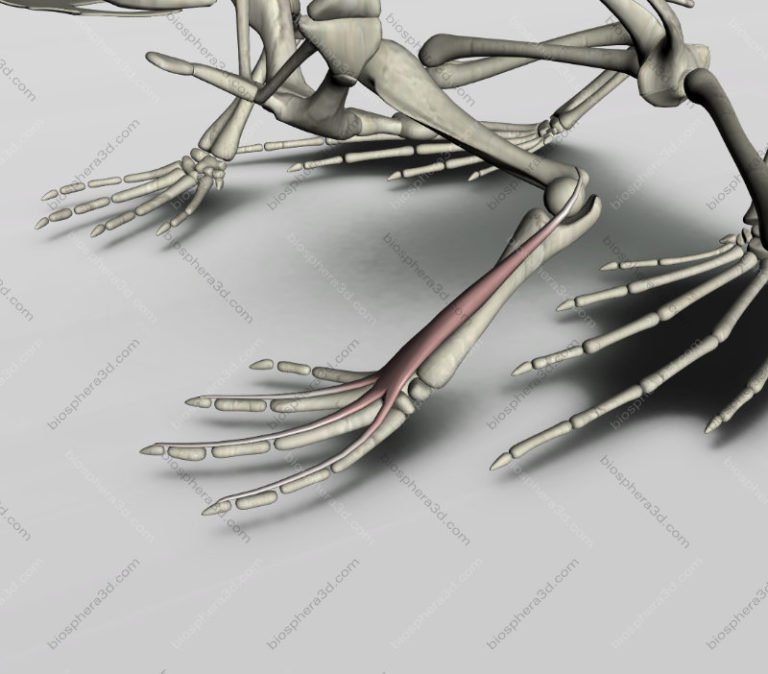 Image gallery: 3D Frog Anatomy software - Biosphera