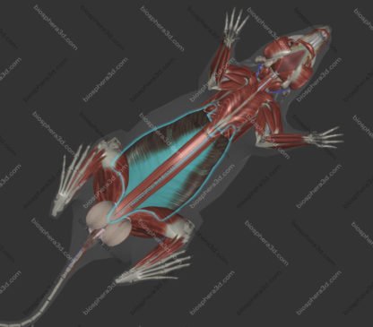 Image gallery: 3D Rat Anatomy software - Biosphera