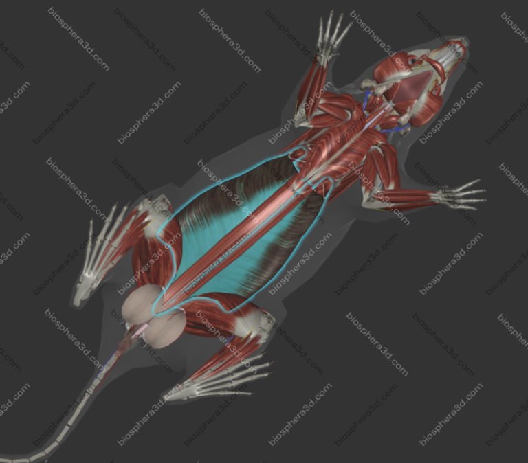 Image gallery: 3D Rat Anatomy software - Biosphera