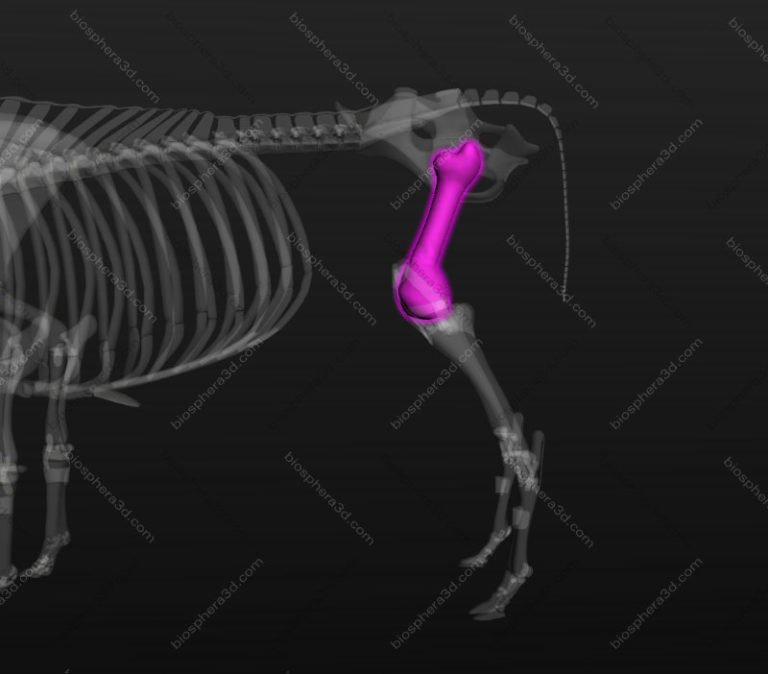 Image gallery: 3D Bovine Anatomy software - Biosphera