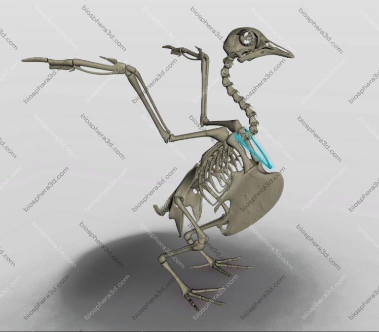 Image gallery: 3D Bird Anatomy software - Biosphera