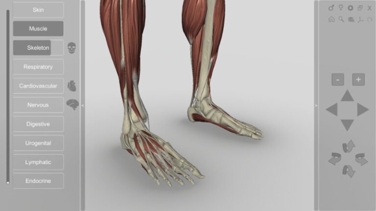 3D Human Anatomy Introduction - Biosphera