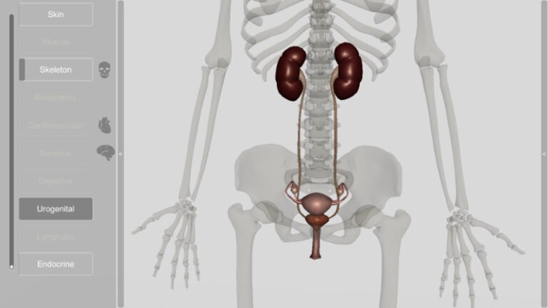 3D Human Anatomy Introduction - Biosphera