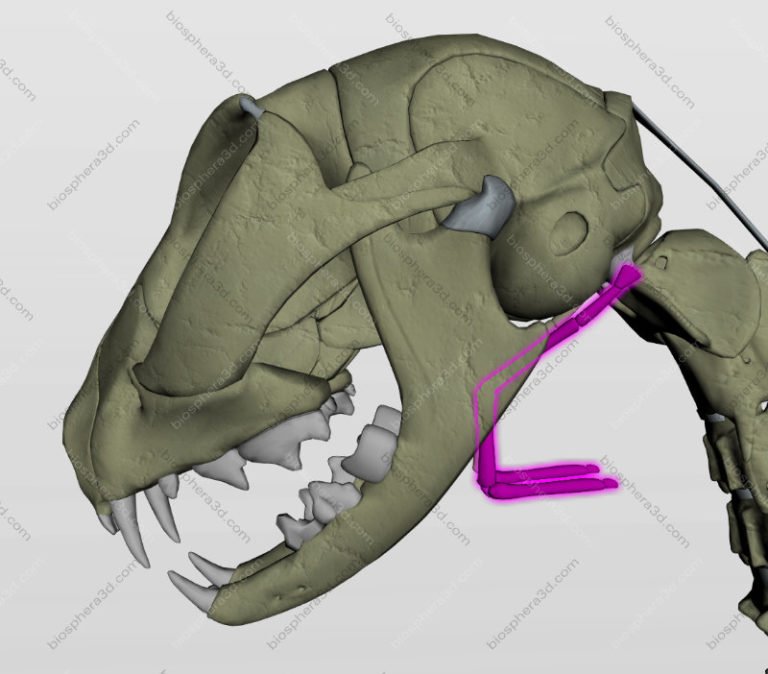 Image gallery: 3D Cat Anatomy software - Biosphera