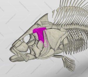 Image gallery: 3D Fish Anatomy software - Biosphera