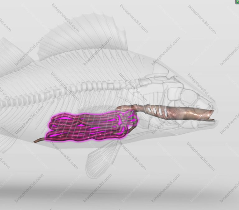 Image gallery: 3D Fish Anatomy software - Biosphera