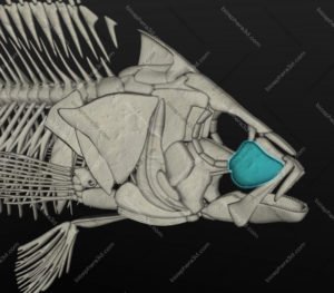 Image gallery: 3D Fish Anatomy software - Biosphera