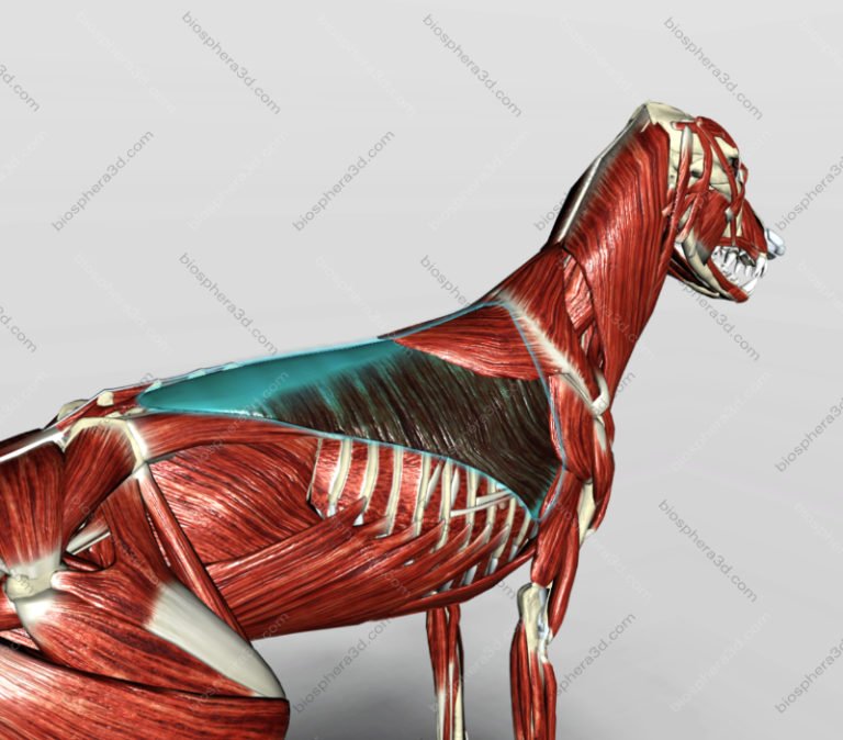 Image gallery: 3D Dog Anatomy software - Biosphera