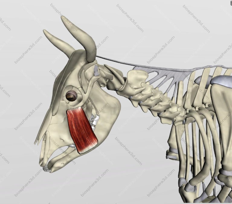 Image gallery: 3D Bovine Anatomy software - Biosphera
