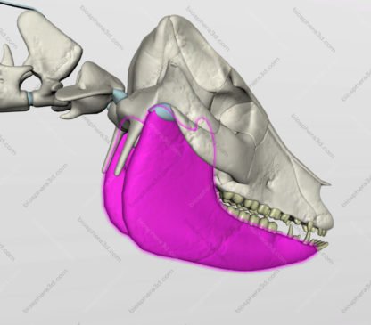 Image gallery: 3D Pig Anatomy software - Biosphera