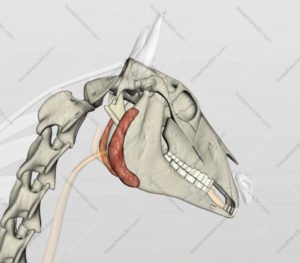 Image gallery: 3D Horse Anatomy software - Biosphera