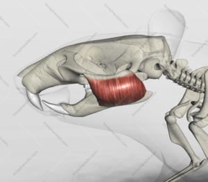 Image gallery: 3D Rat Anatomy software - Biosphera