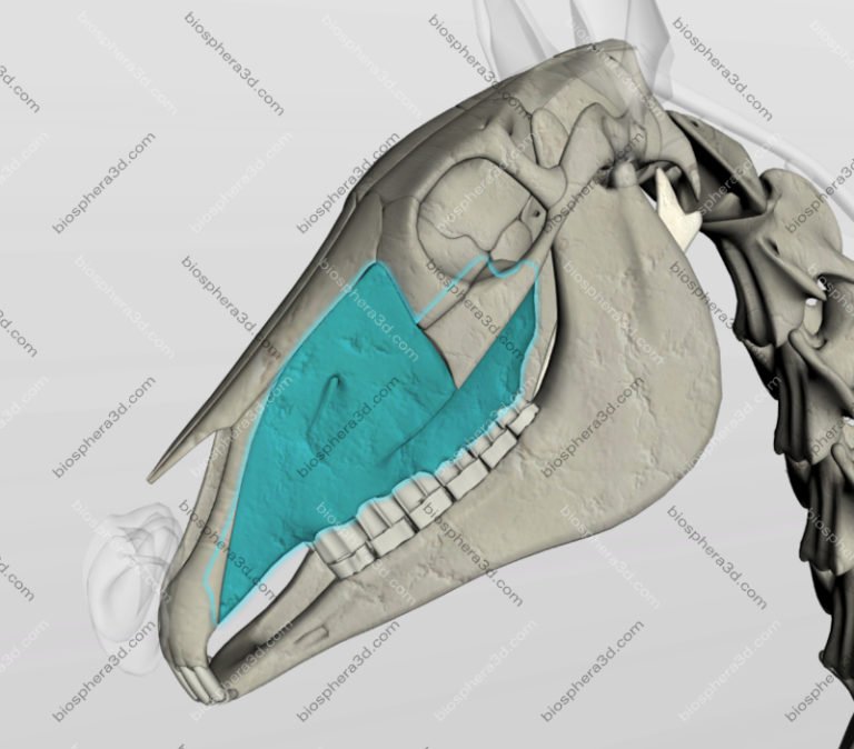 Image gallery: 3D Horse Anatomy software - Biosphera