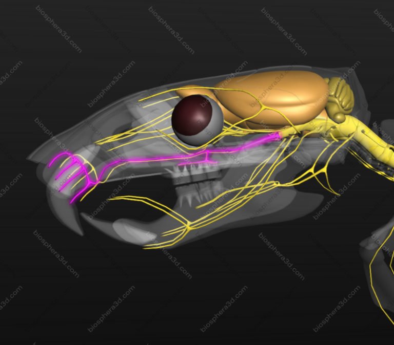 Image gallery: 3D Rat Anatomy software - Biosphera