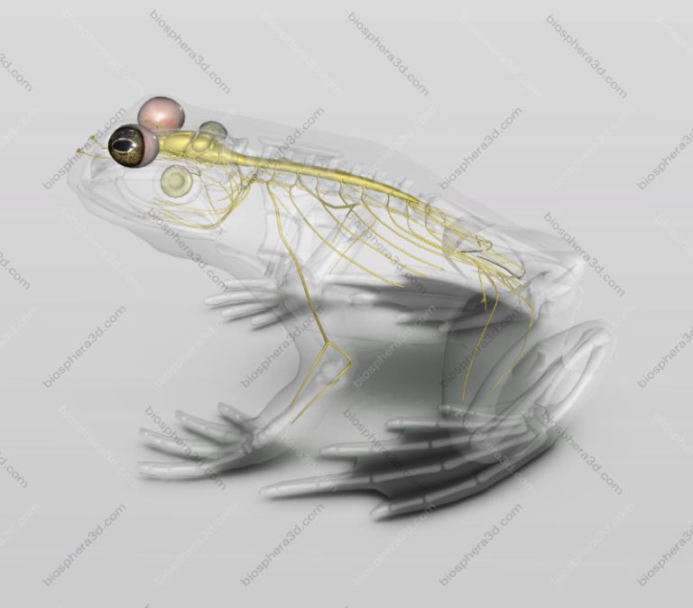 Image gallery: 3D Frog Anatomy software - Biosphera